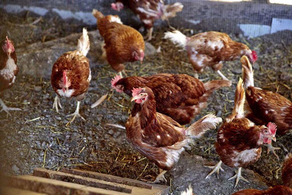 Besuch am Bauernhof - Seetals Kinderwelt - Alpin Family Resort Seetal