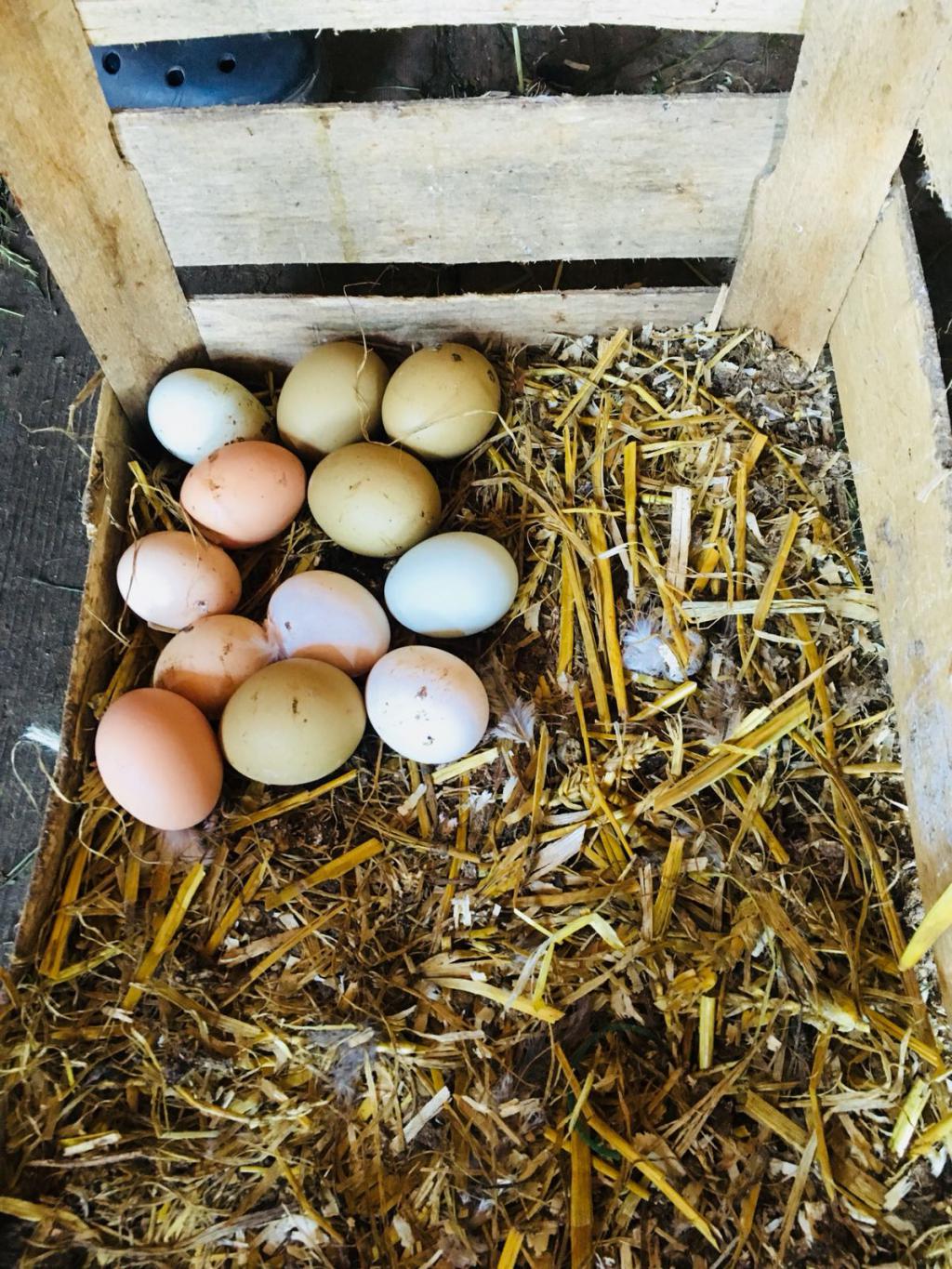 Besuch am Bauernhof - Seetals Kinderwelt - Alpin Family Resort Seetal