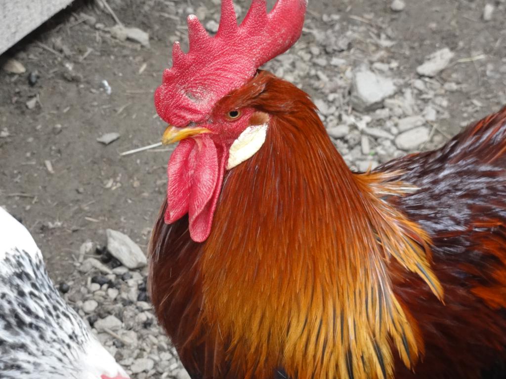 Besuch am Bauernhof - Seetals Kinderwelt - Alpin Family Resort Seetal